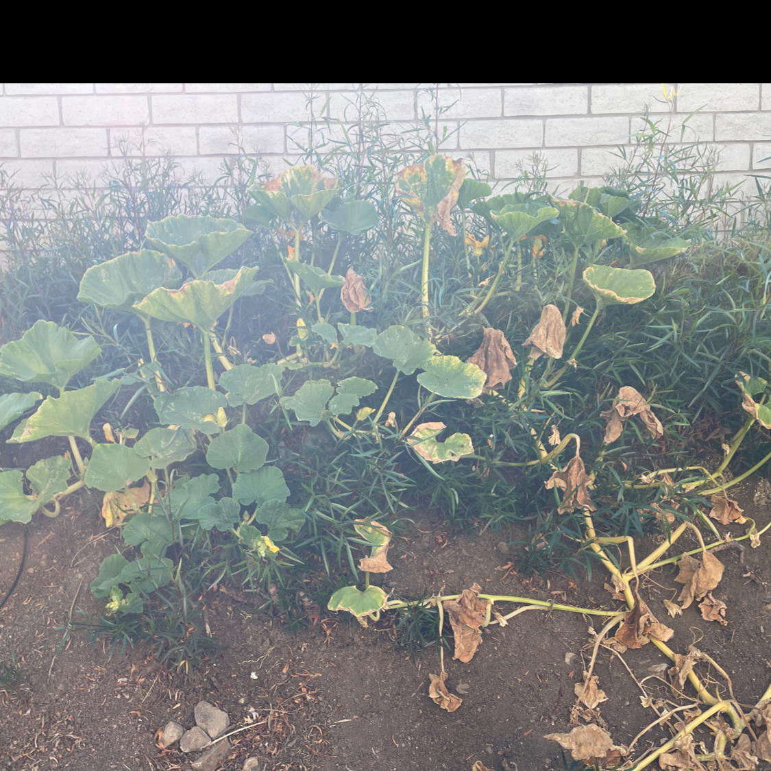 Diagnosing summer squash root rot