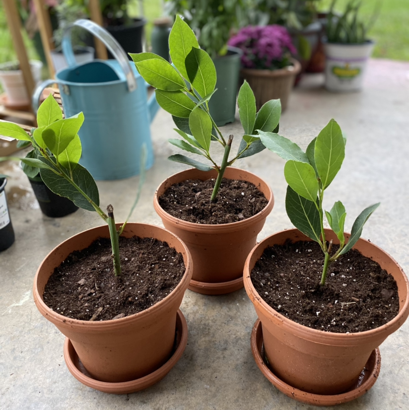 Propagating Your Bay Laurel: Step-by-Step Guide