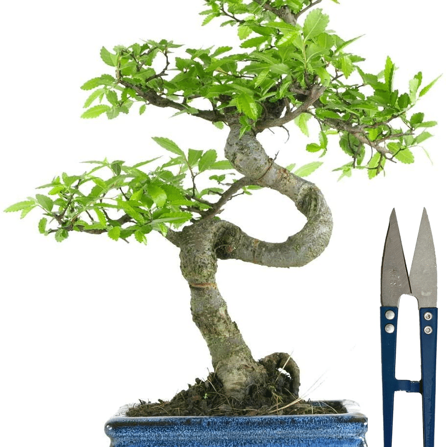 How and When Should I Cut Back My Chinese Elm?