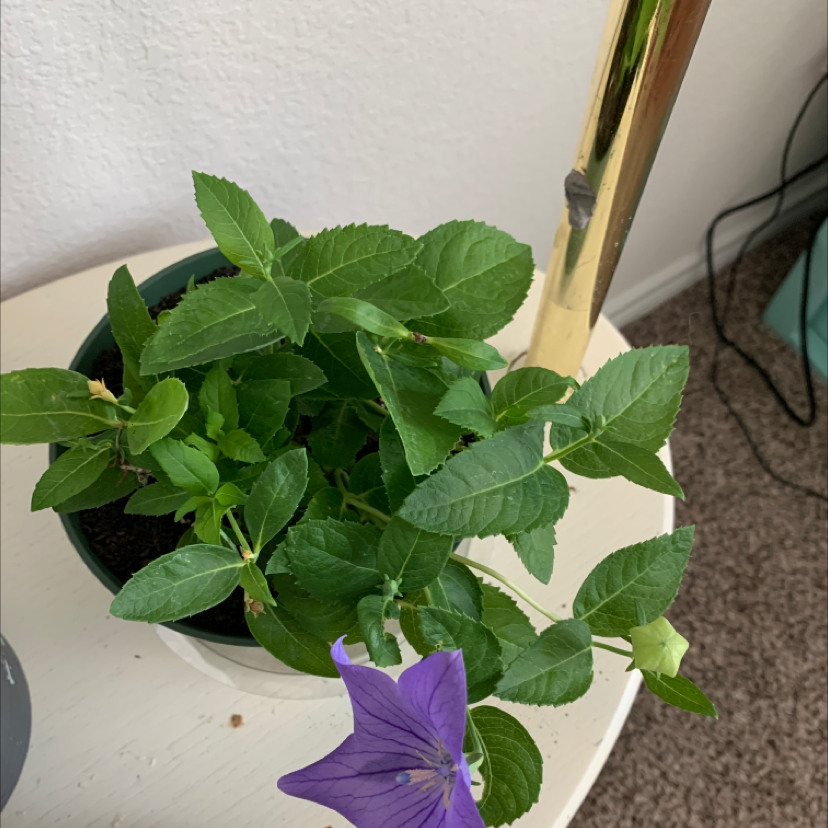 🎈 How Do I Fix Balloon-Flower Root Rot?