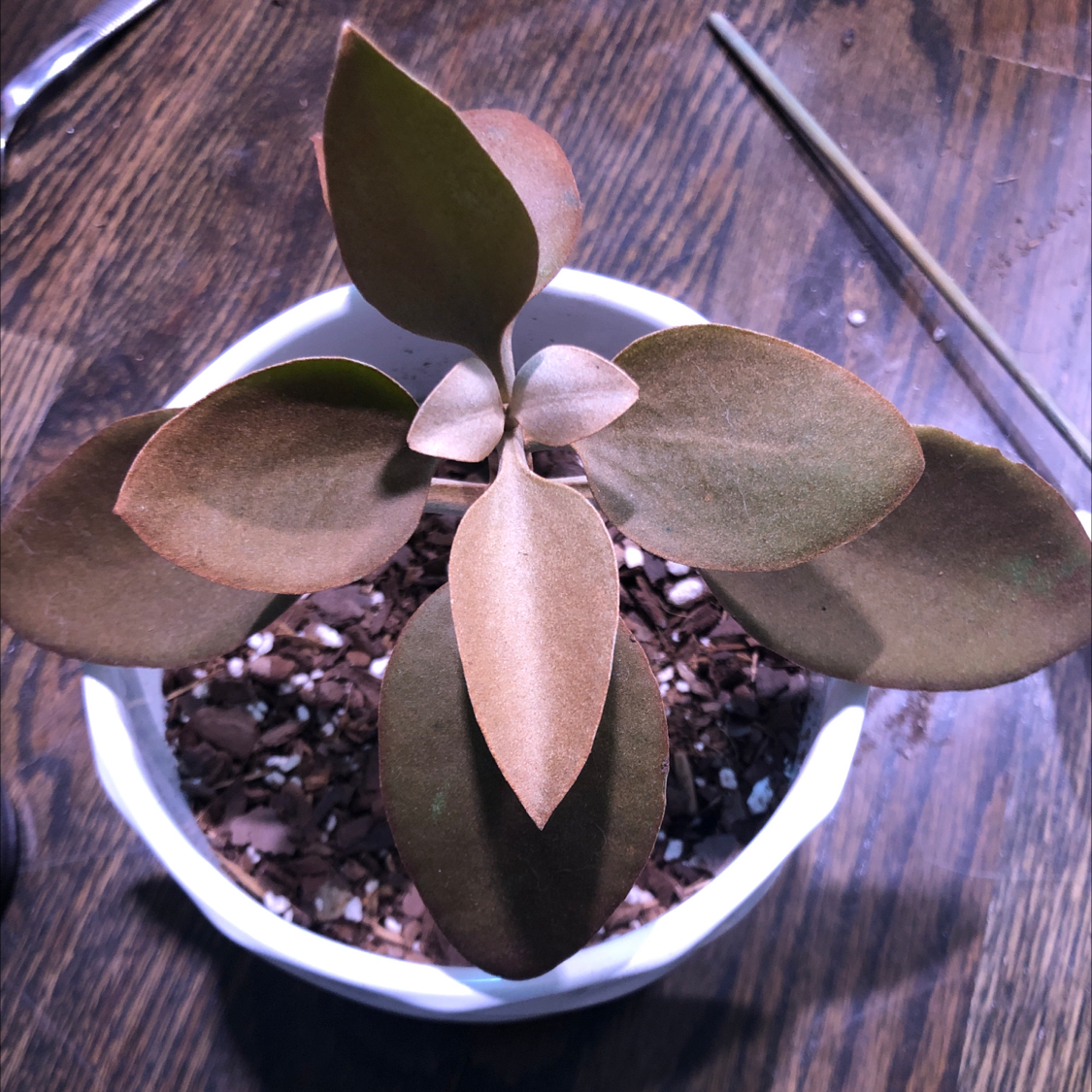 Copper Spoons - Ultimate Guide to Fertilizing