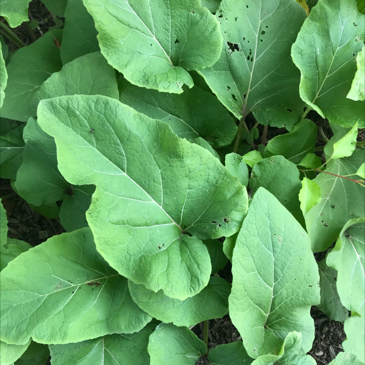 How Do I Fix common burdock root rot?