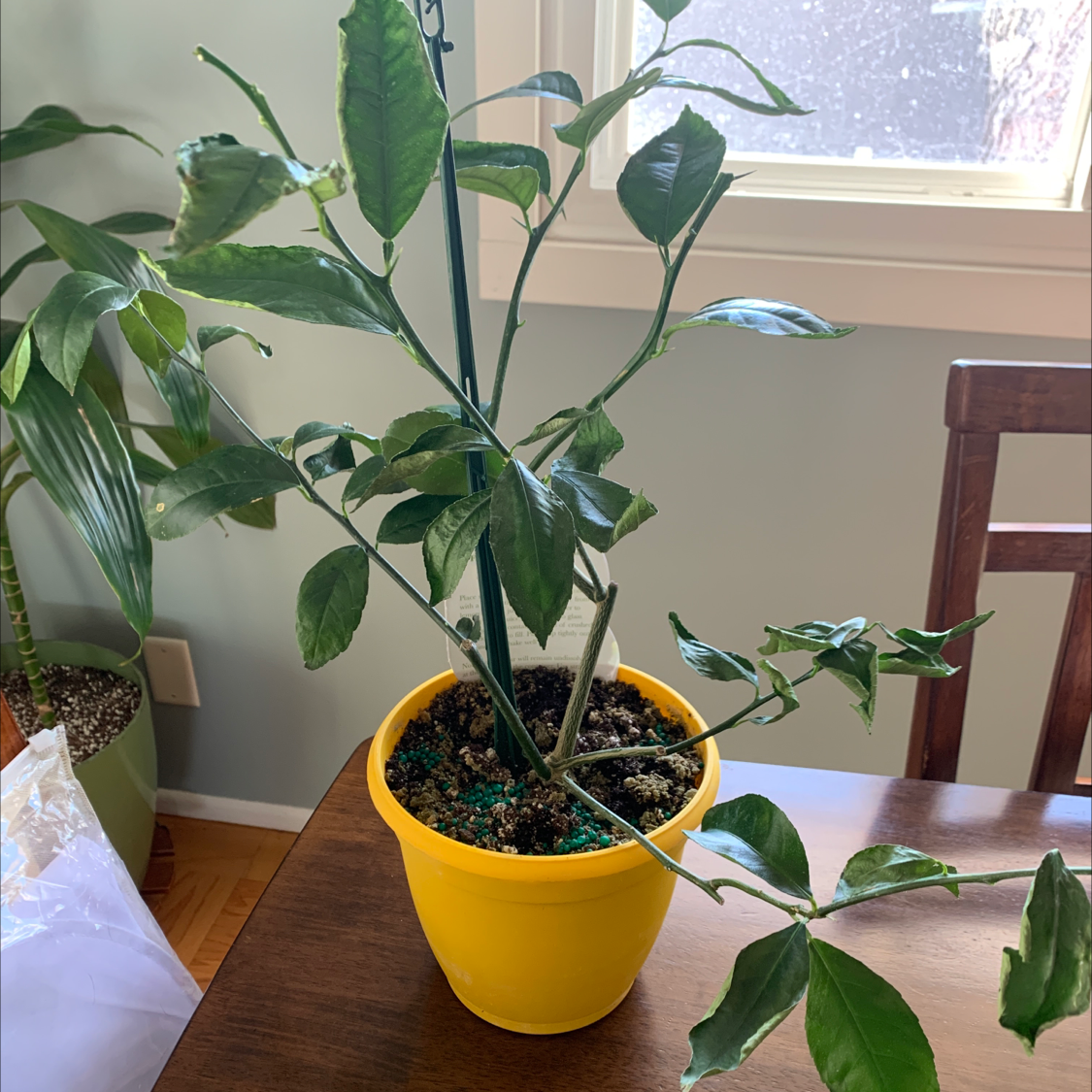 🍋 How Can You Tell If A Meyer Lemon Tree Is Dying?