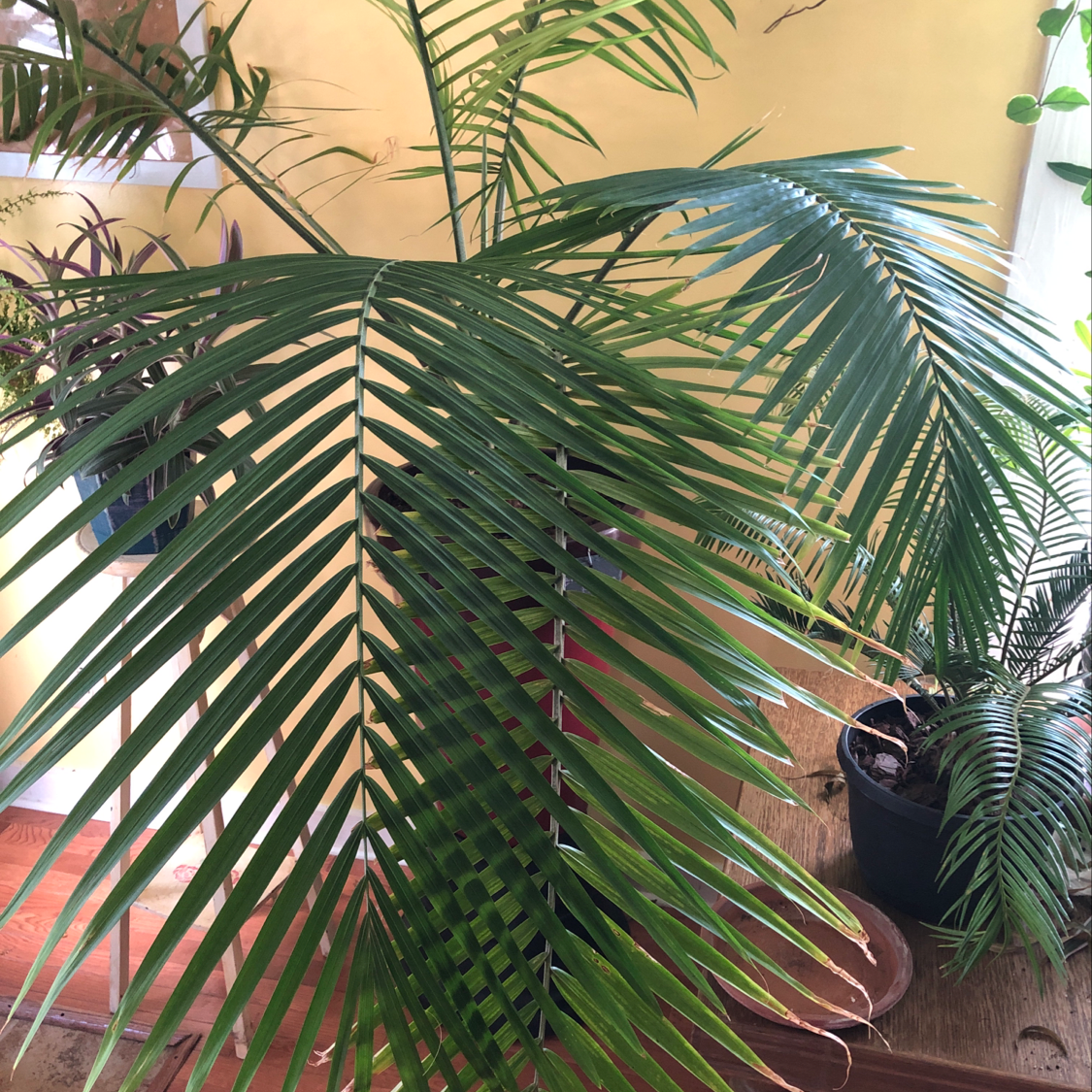 Propagating Areca Palm: The Ultimate Guide