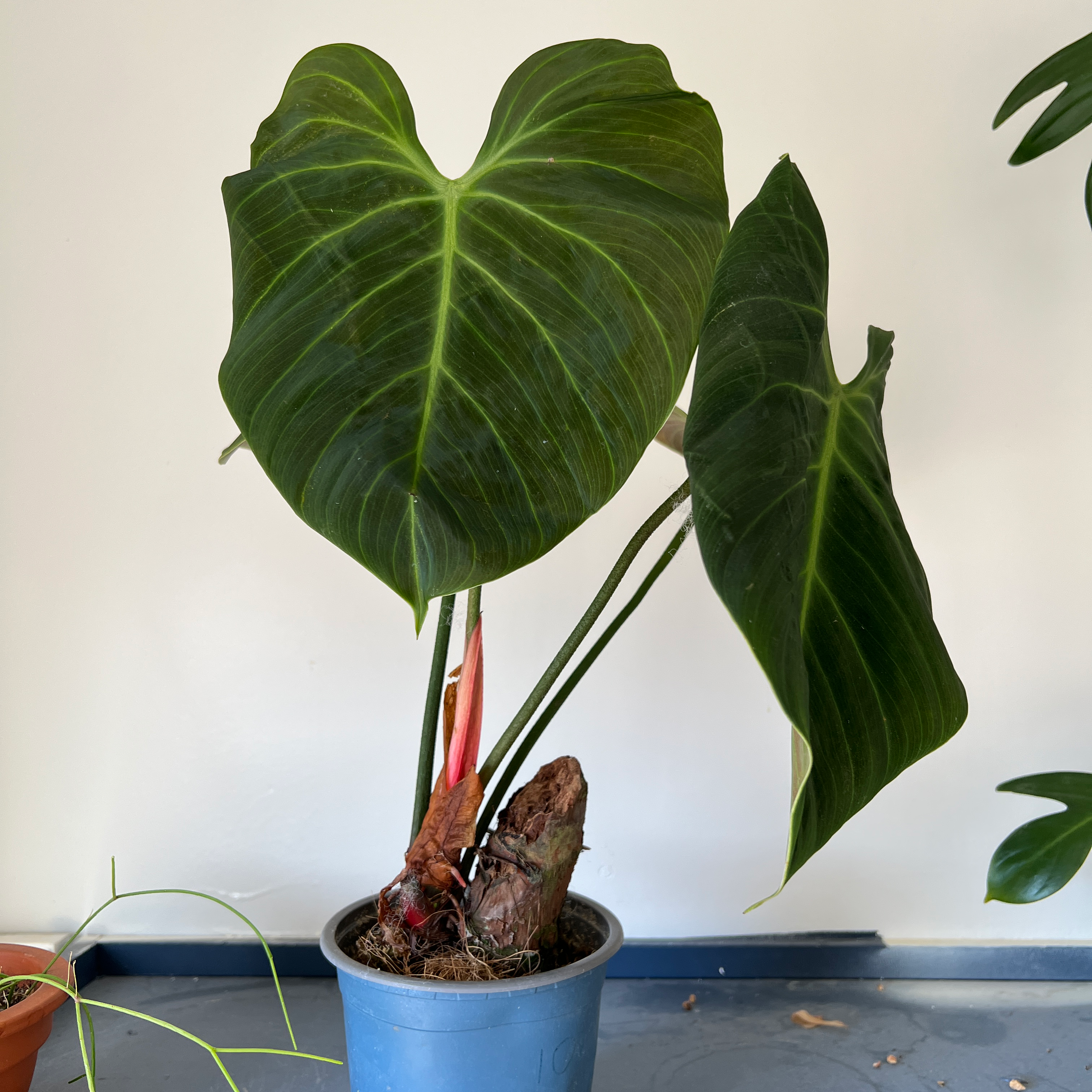 Choosing Fertilizer For My Philodendron El Choco Red