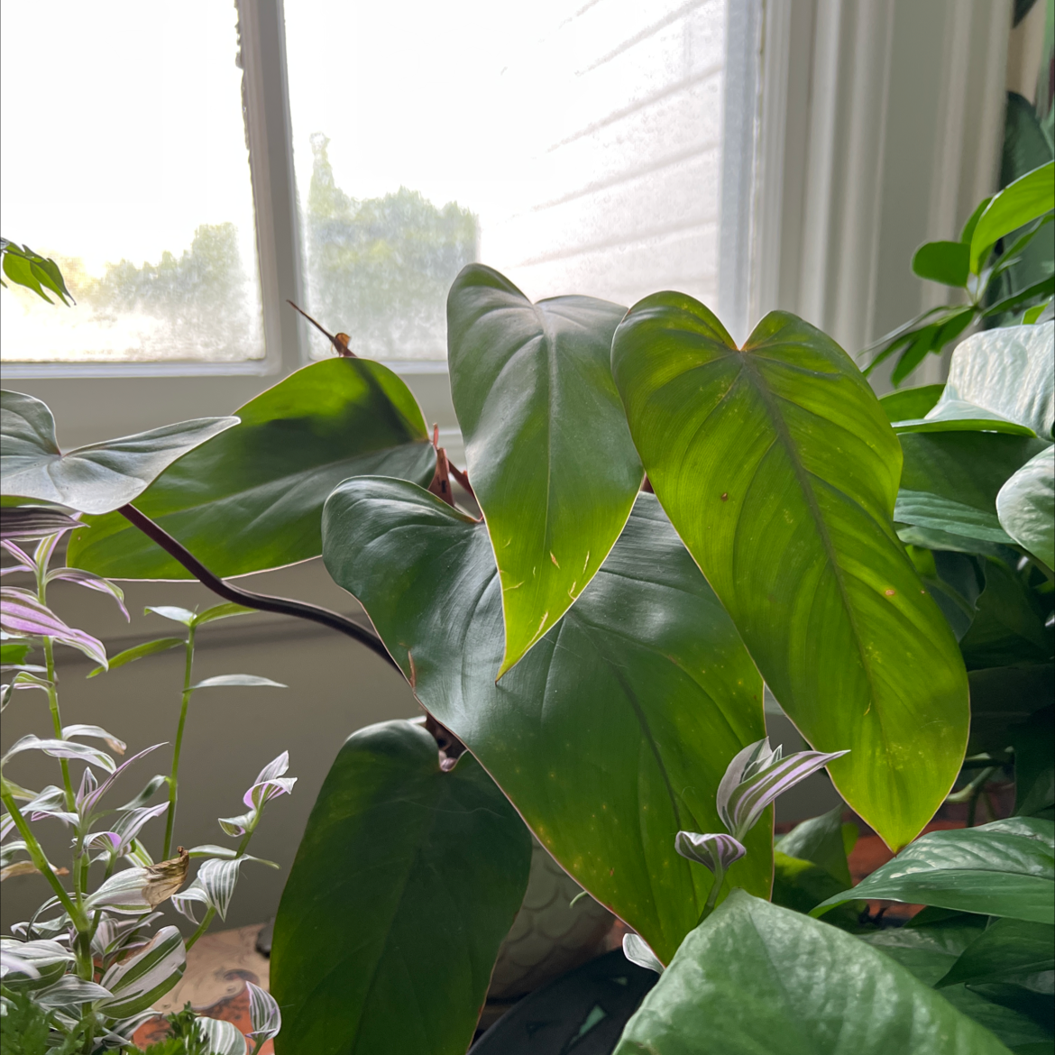 Why Is My Philodendron 'Red Congo' Not Doing Well?