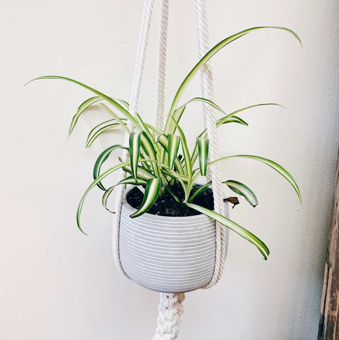 What Do Variegated Spider Plant Flowers Mean?