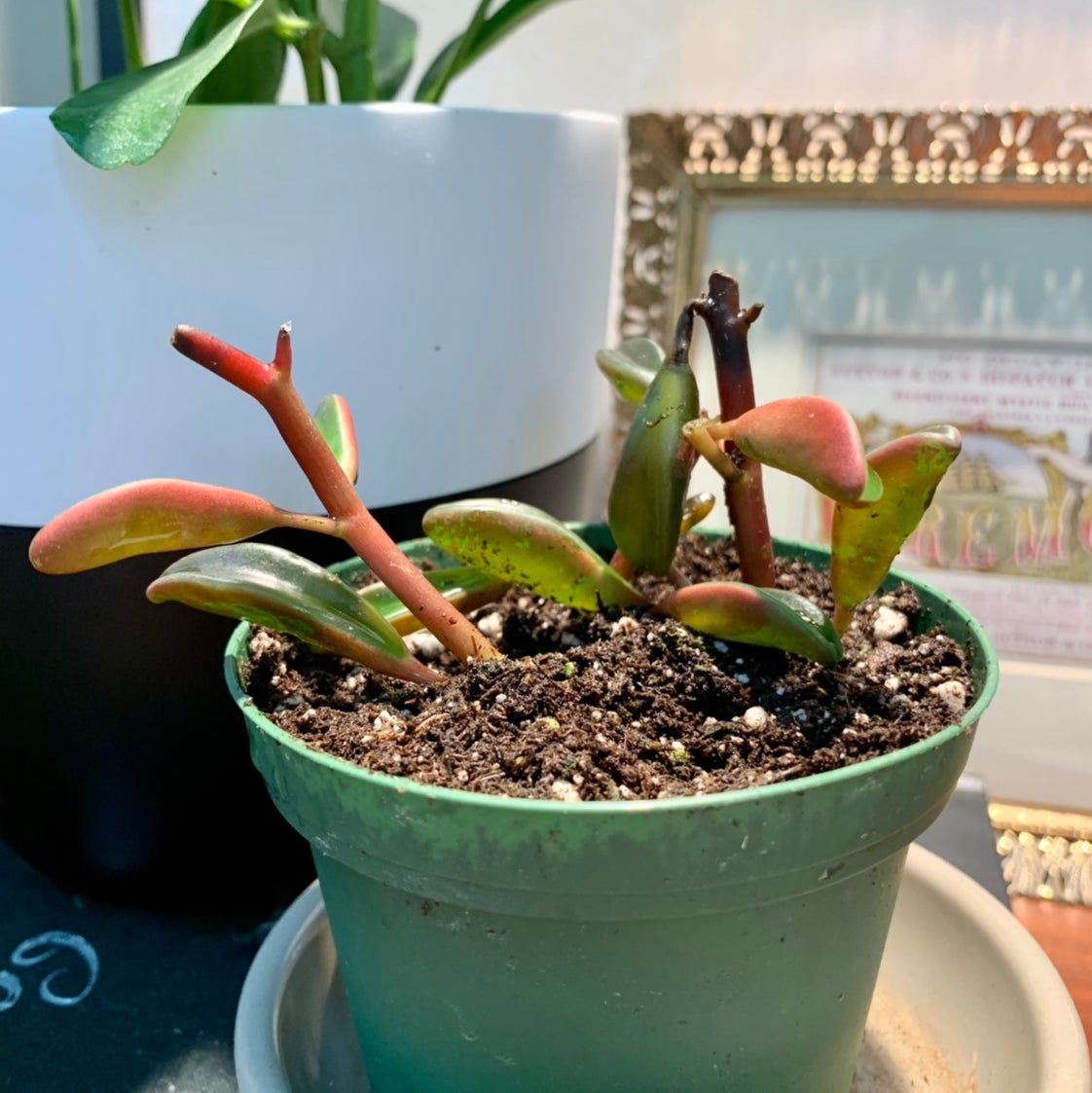 Peperomia Graveolens 'Ruby Glow' Yellow Leaves