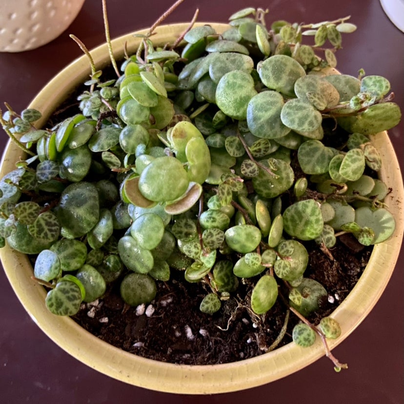 Fertilizing My String Of Turtles To Double Its Growth