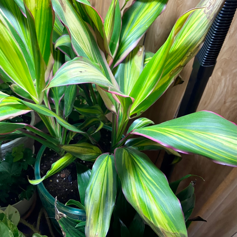 Why Are There Brown Spots on My Cabbage Tree?