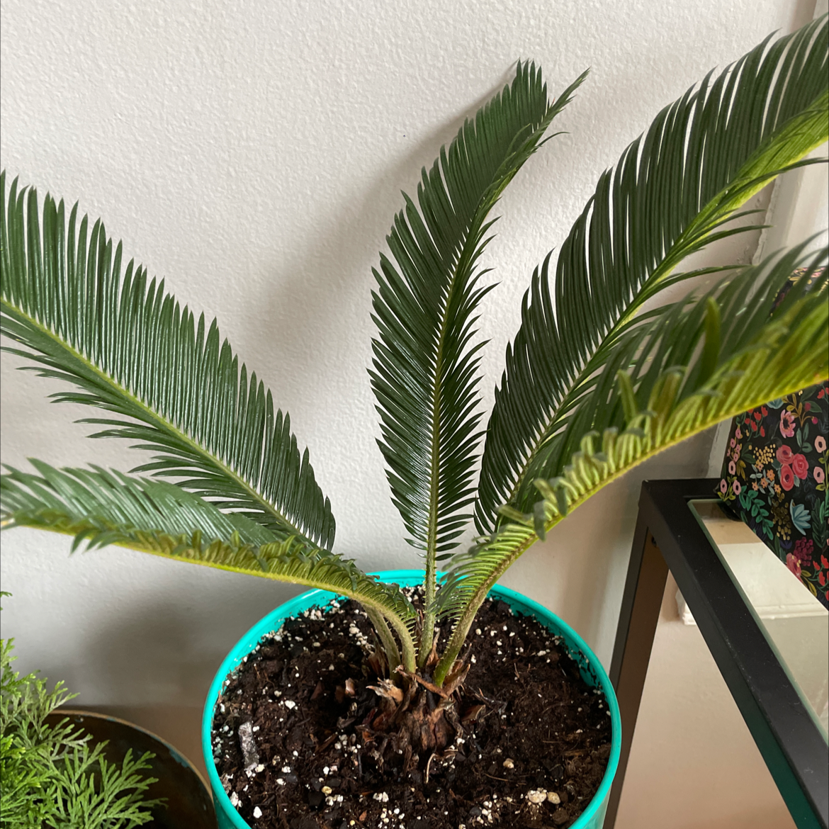 What Does It Mean When Sago Palm Blooms?