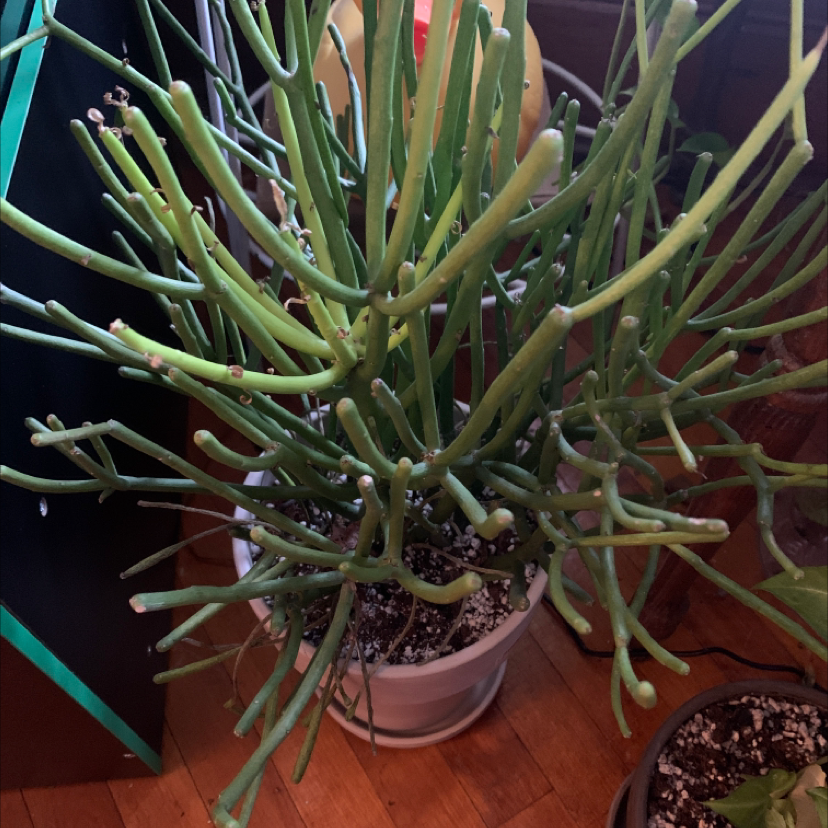 ️ How Much Should I Water My Pencil Cactus?
