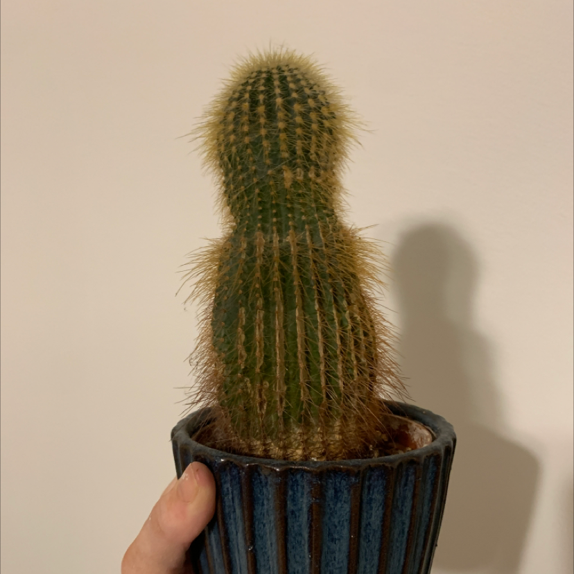 🌵 Why Are There Brown Spots on My Cephalocereus polylophus?