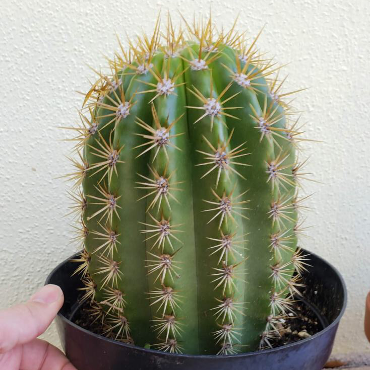Sun Goddess Barrel Cactus Plant Care: Water, Light, Nutrients | Greg App 🌱