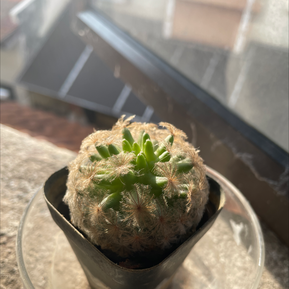 The Complete Feather Cactus Plant Care Guide: Water, Light & Beyond