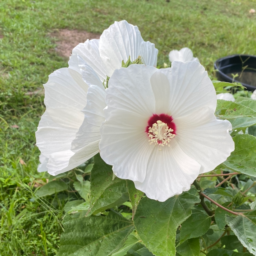 💧 How Much Humidity Does My Swamp Rose-Mallow Need?