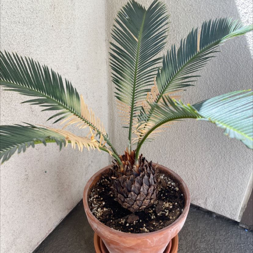 Why Are My Sago Palm Leaves Mushy?
