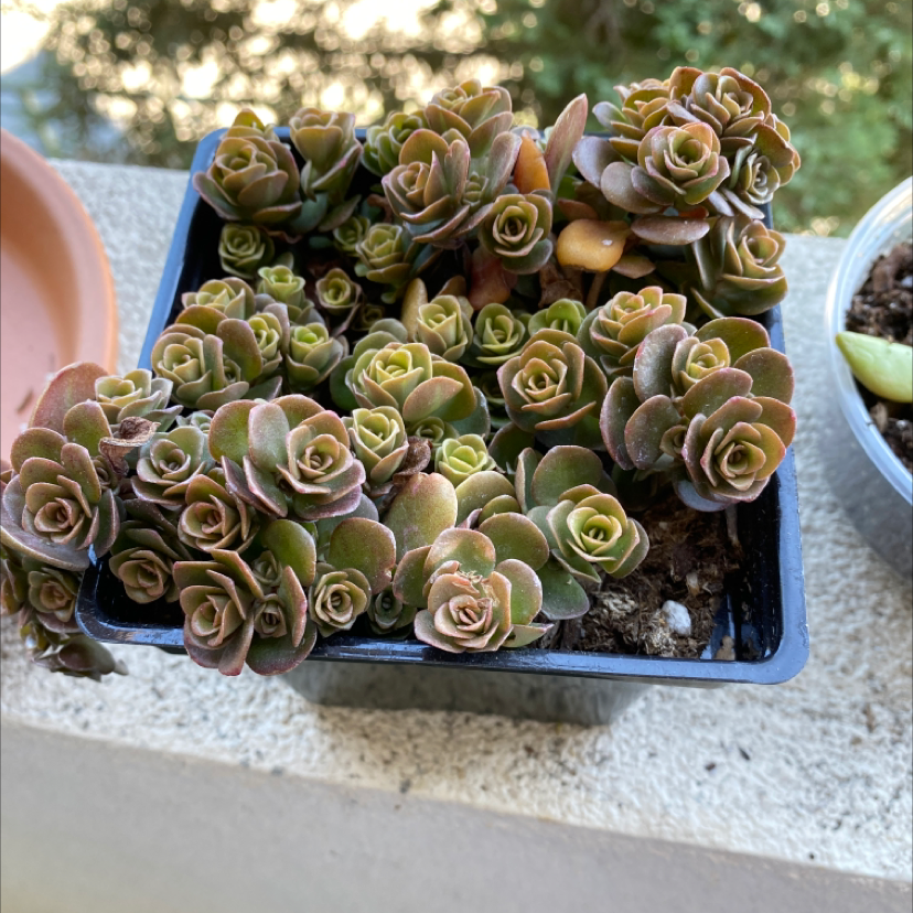 🌡 What Is A Good Temperature Range For My Corsican Stonecrop?
