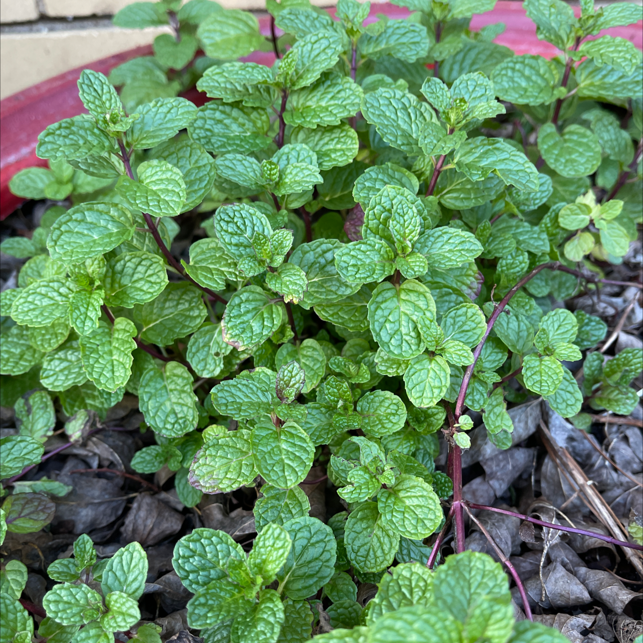 How to Prune Sweet Mint