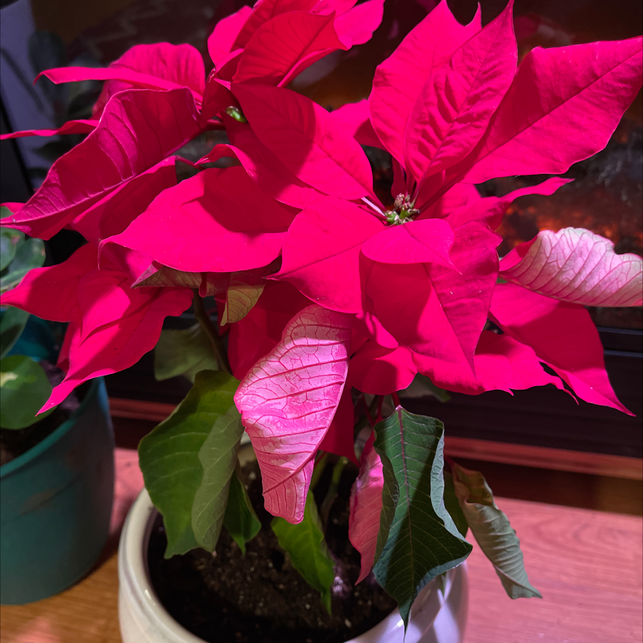 Best Potting Soil Mix For Poinsettia