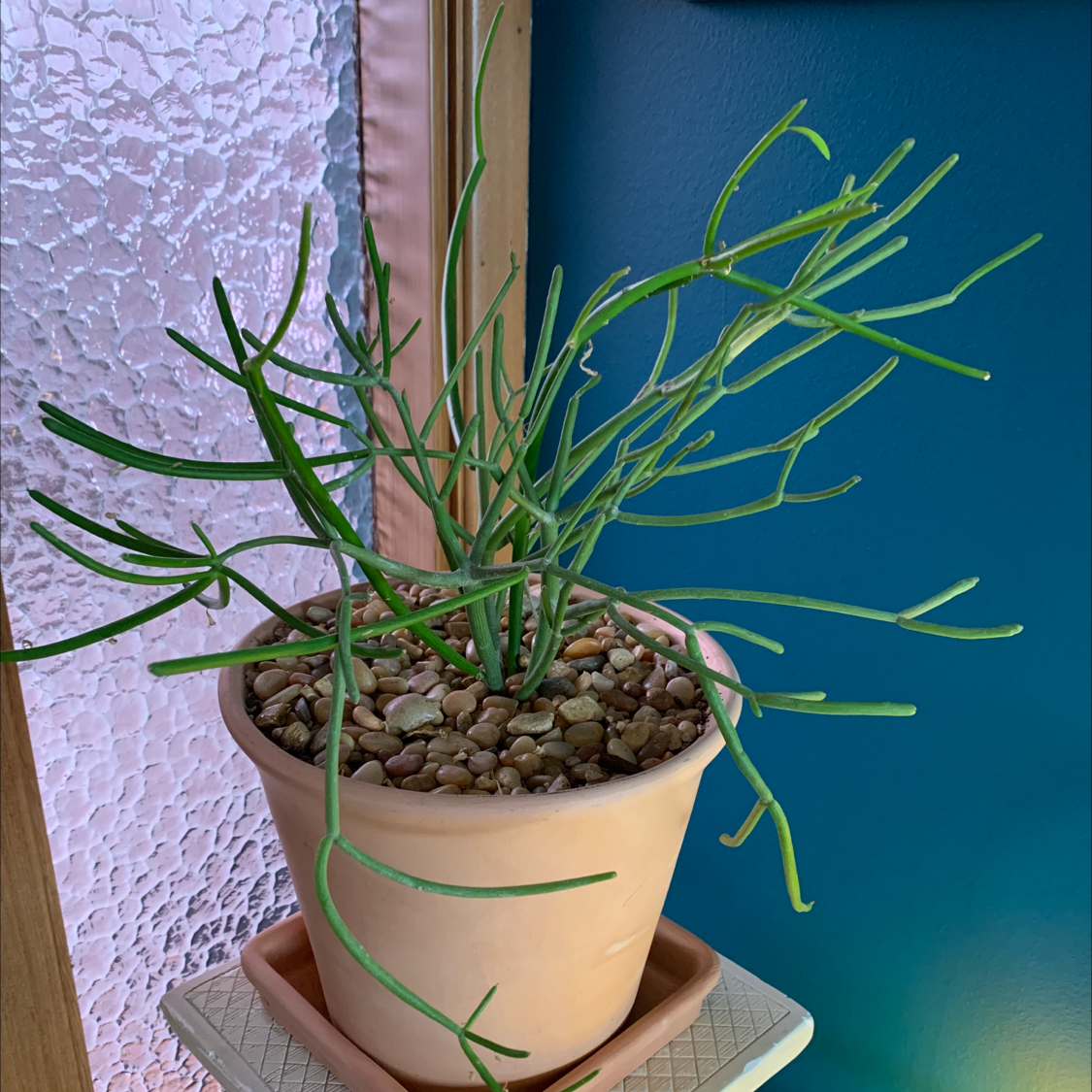 🌸 What Does It Mean When Pencil Cactus Blooms?