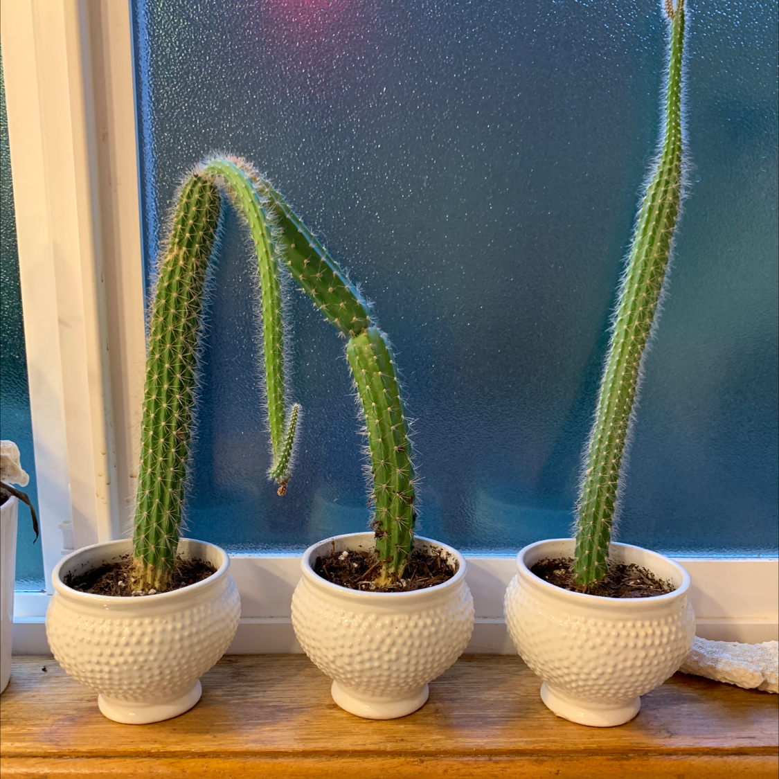 Propagating Your Golden Torch: Step-by-Step Guide