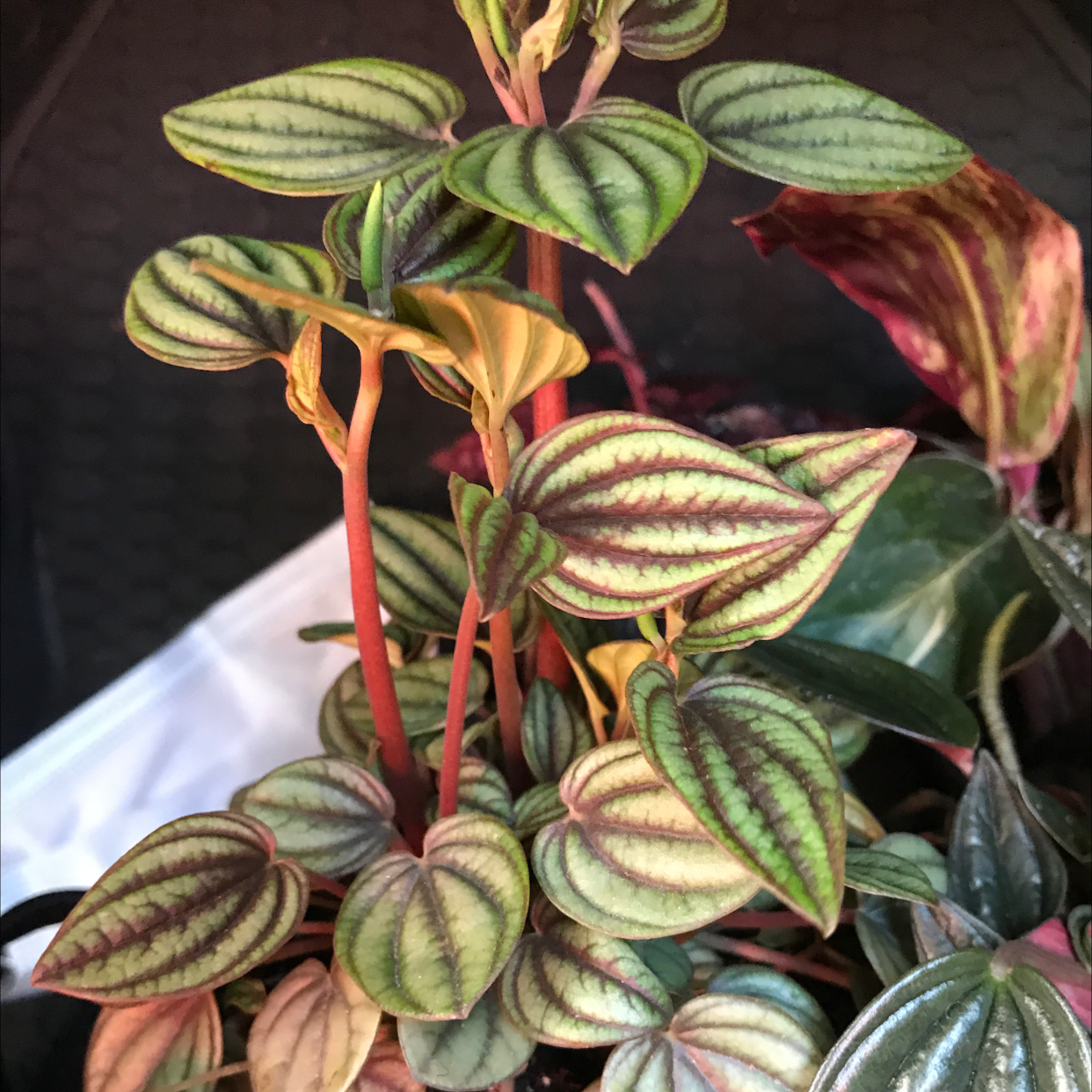 How Do I Cure piccolo banda root rot?