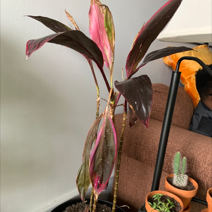 Propagating Ti Plant: Step-by-step Guide