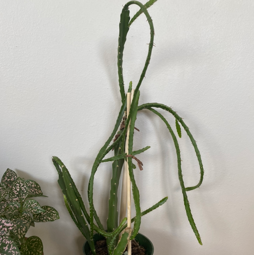 How to Propagate Your Red Orchid Cactus