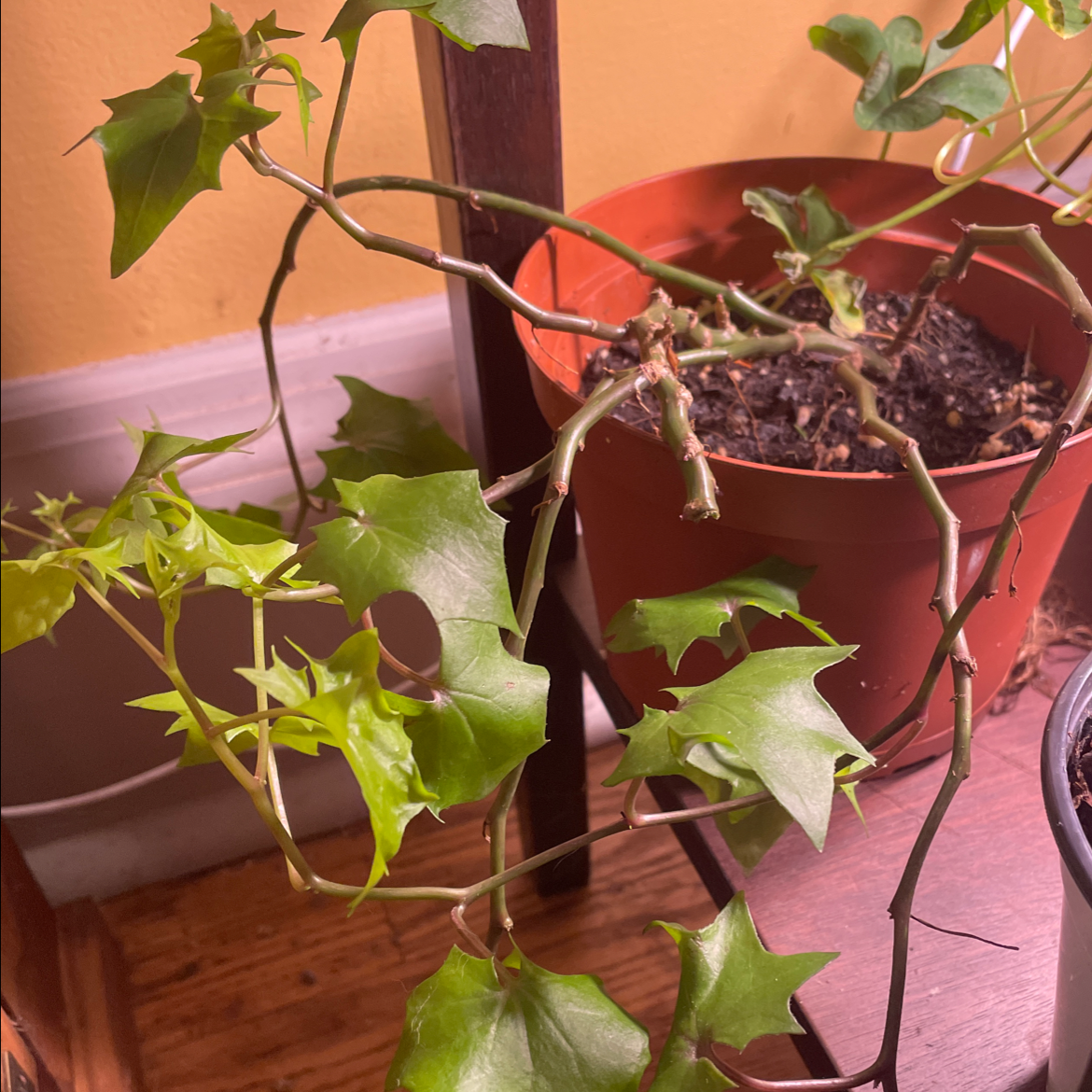 Cape Ivy Root Rot Solutions