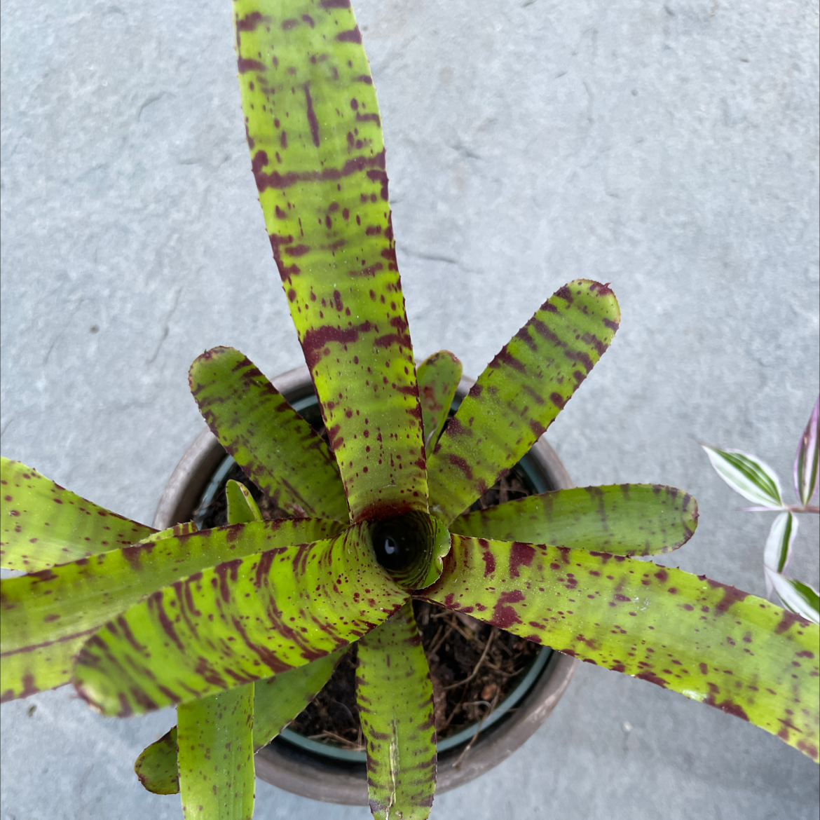 The Complete Flaming Sword Bromeliad Plant Care Guide: Water, Light ...