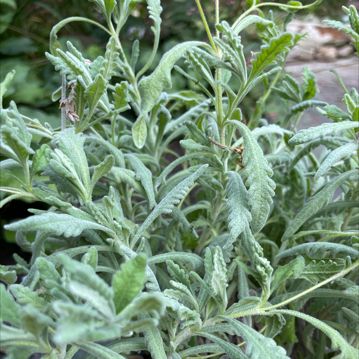 Your plant | A plant by @Erodplants on Greg