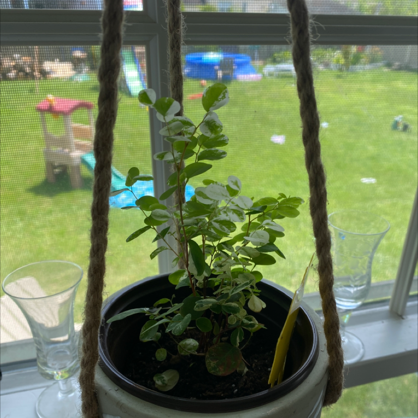 Should I Repot My Brenia Snowbush?