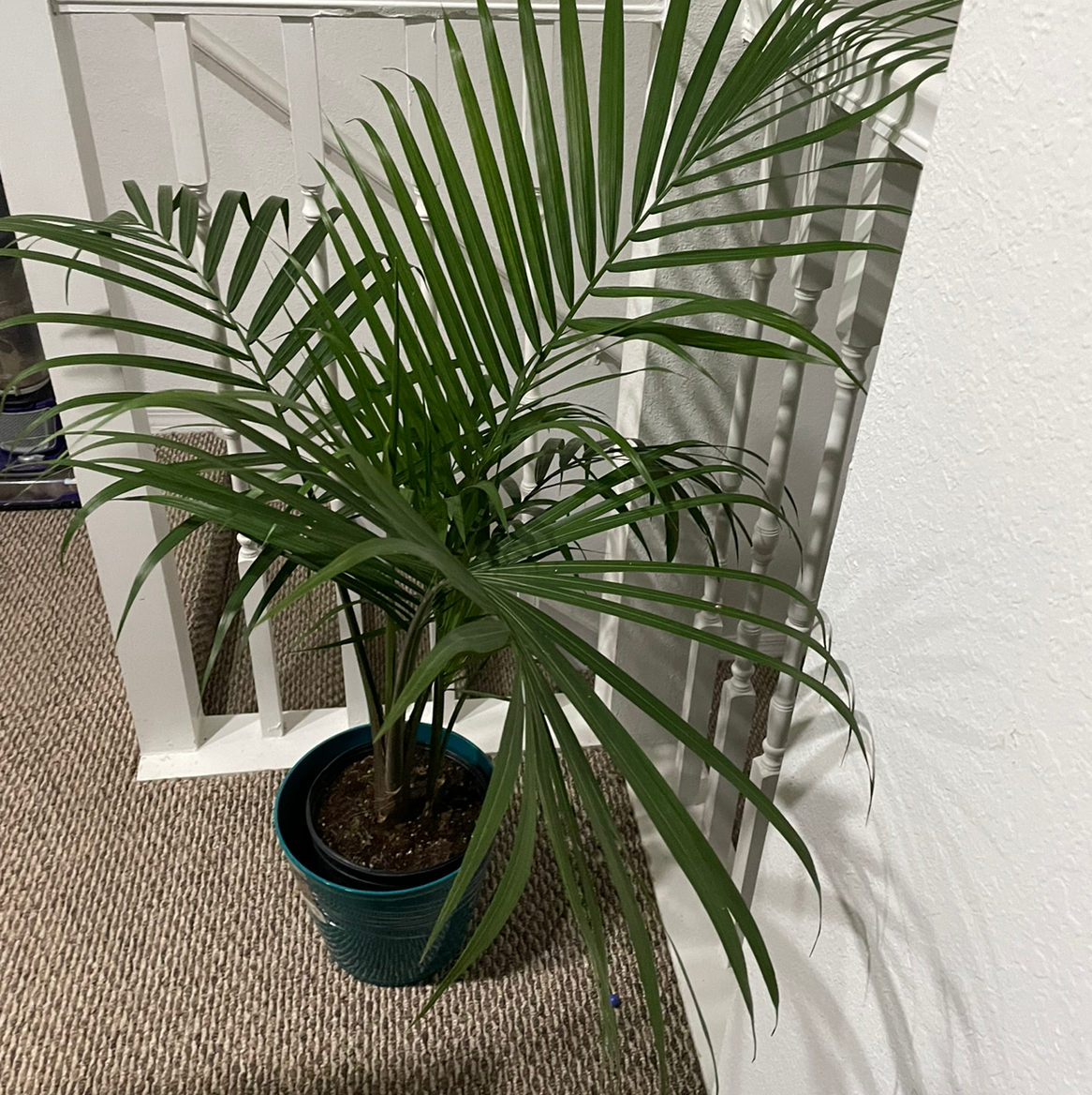 How To Get A Majesty Palm To Bloom