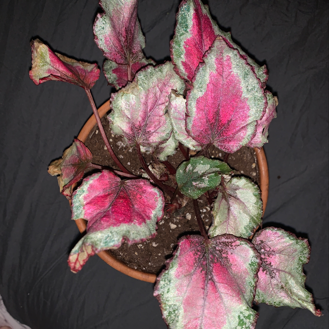 💧 Why Are My Rex Begonia Vine Leaves Mushy?