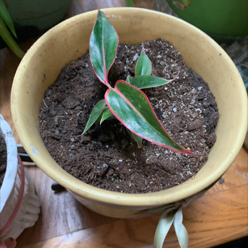 Blushing Philodendron - Fertilizing 101