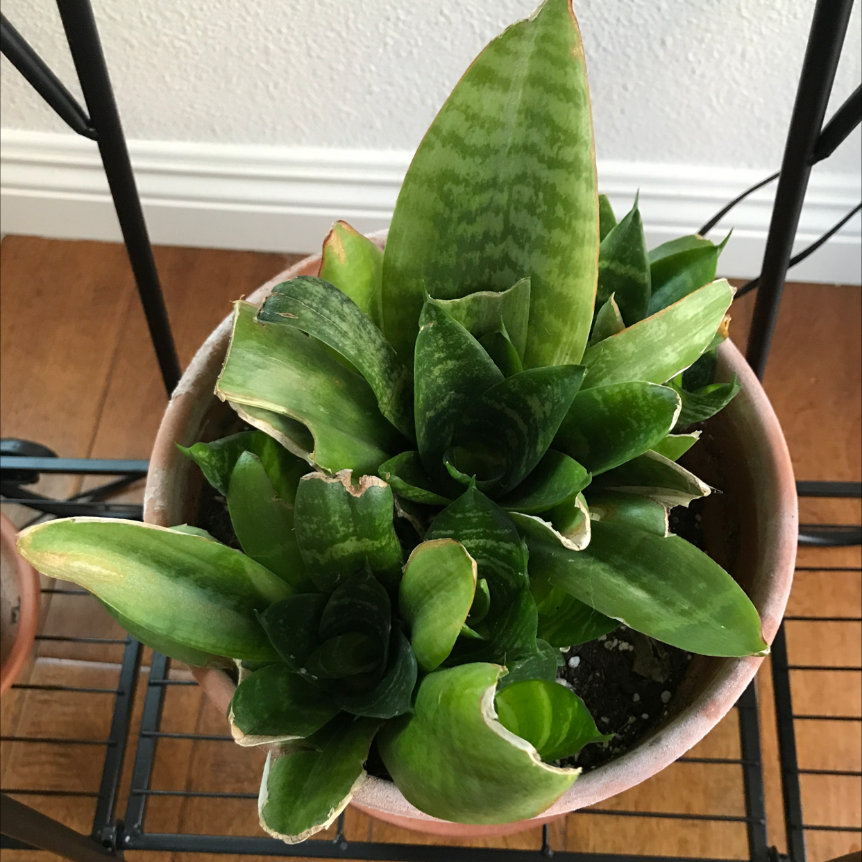 How To Cure 🐍 Snake Plant Root Rot