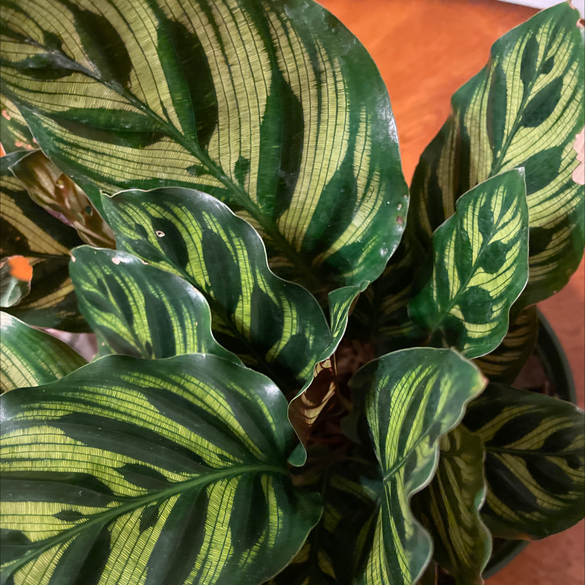 Mako | A plant by @Meifong24 on Greg