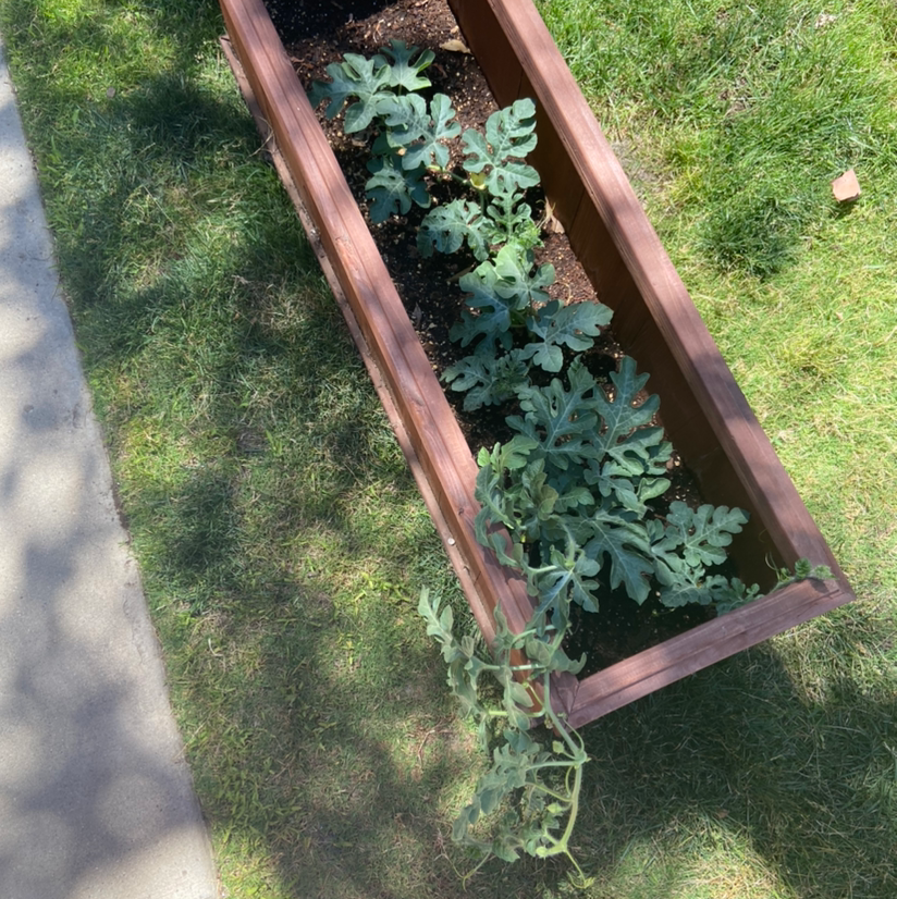 🍉 How Do I Know When My Watermelon Needs Water?