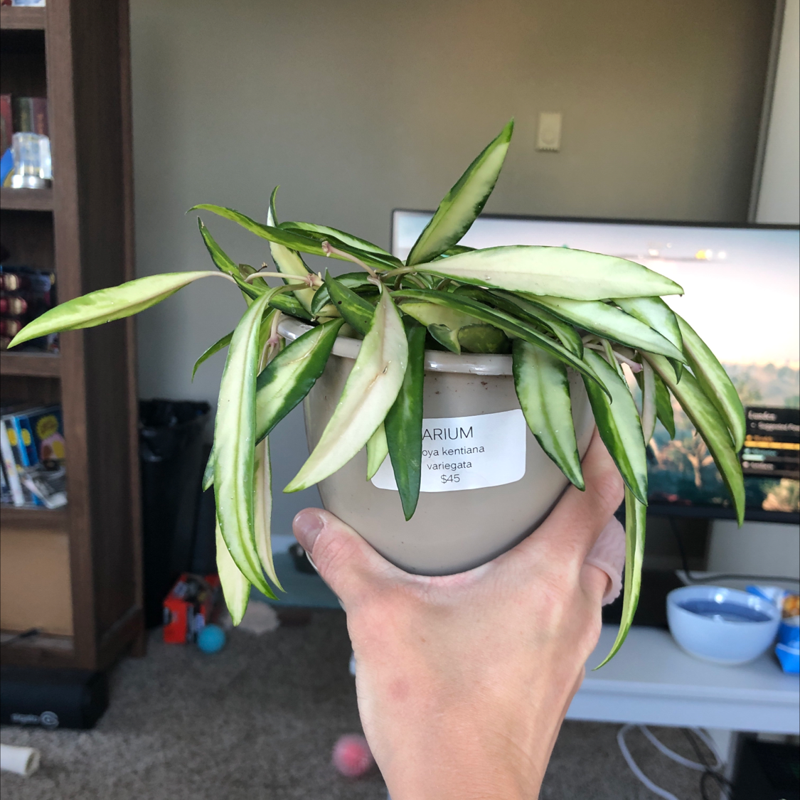 💧 How Much Humidity Does My Variegated Hoya kentiana Need?