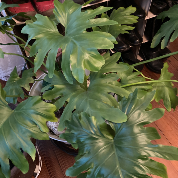 10 Advantages of Having a Split Leaf Philodendron