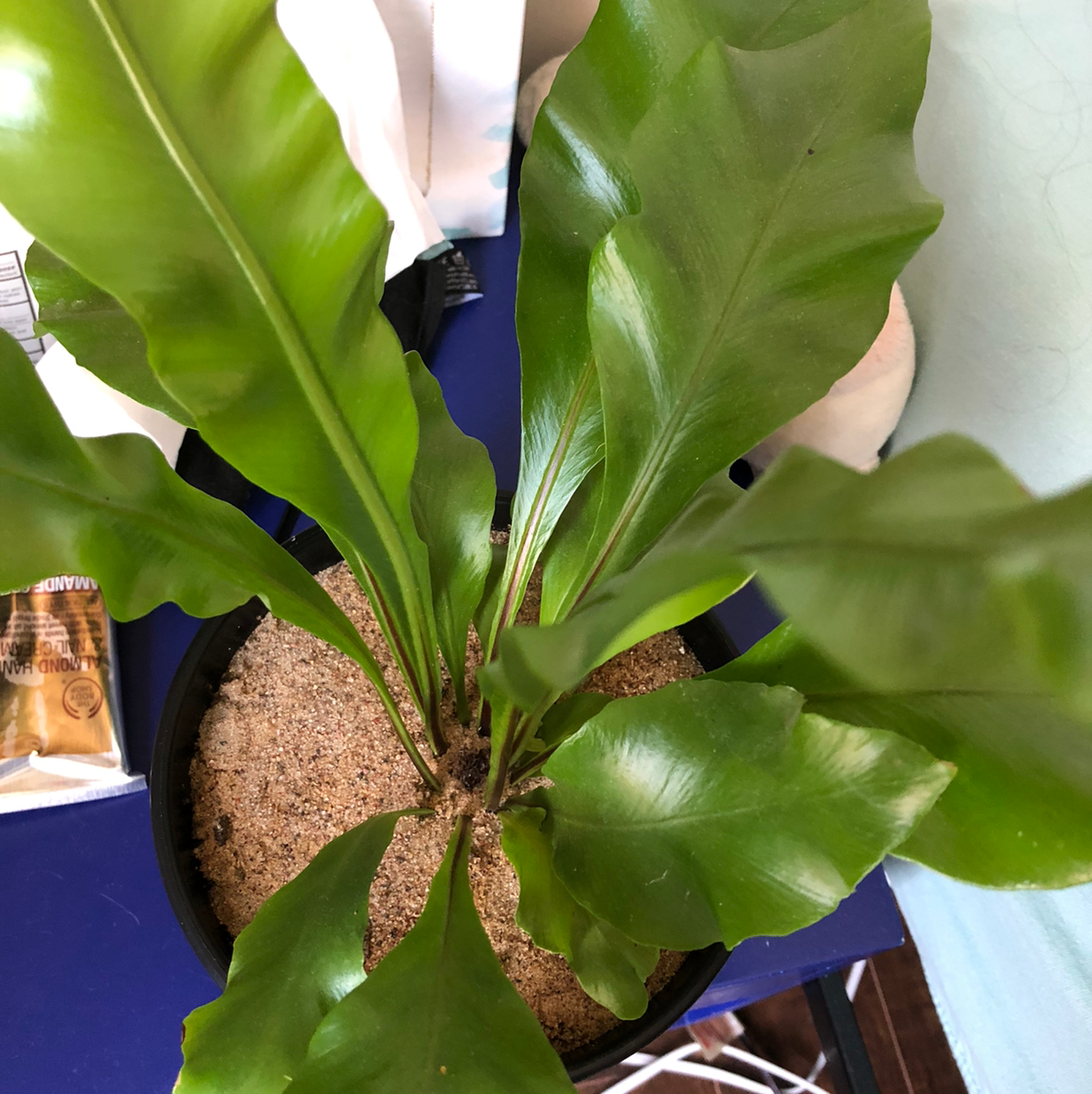 🌞 Light Requirements For My Crispy Wave Fern