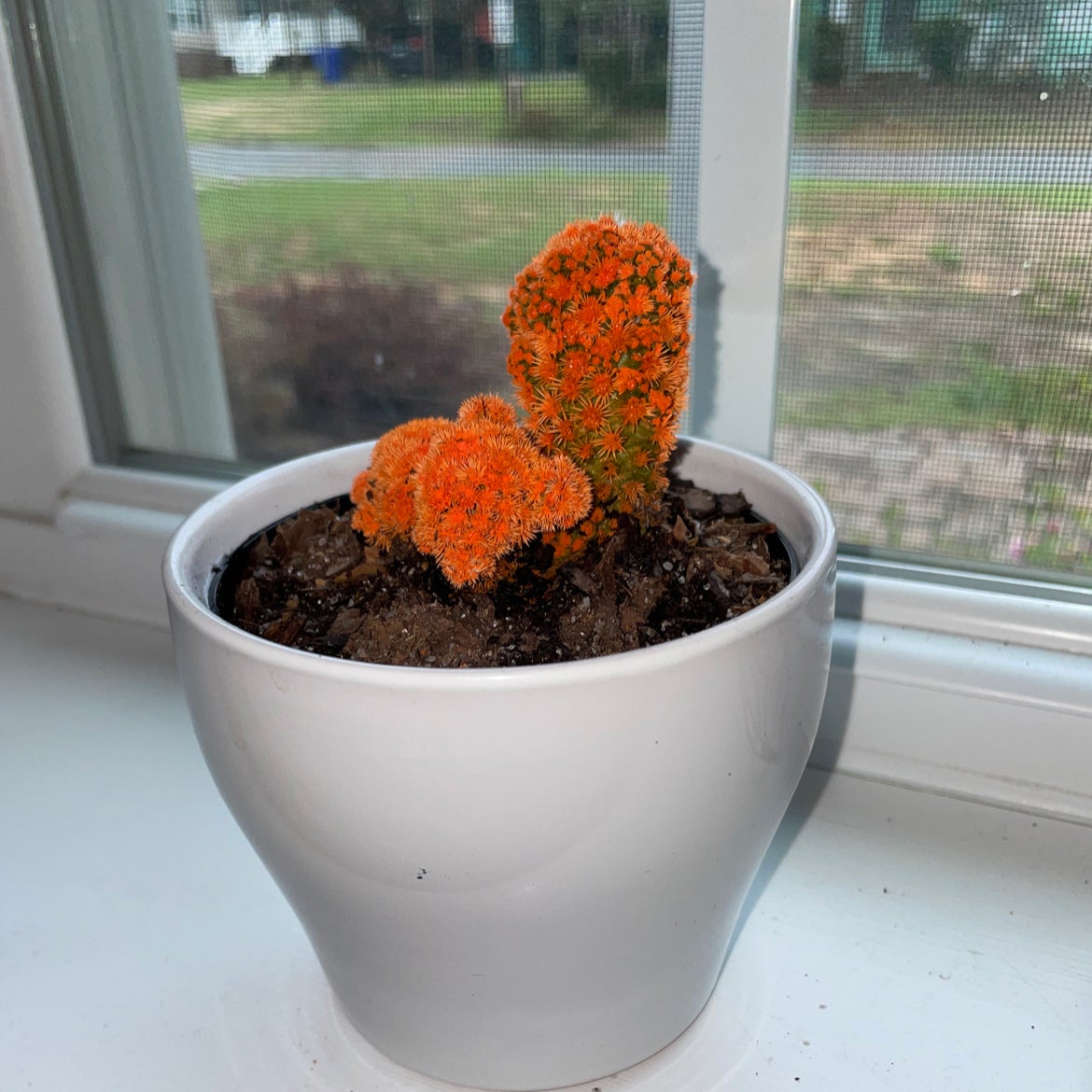 Desert Christmas Tree Care 101: Water, Light & Growing Tips