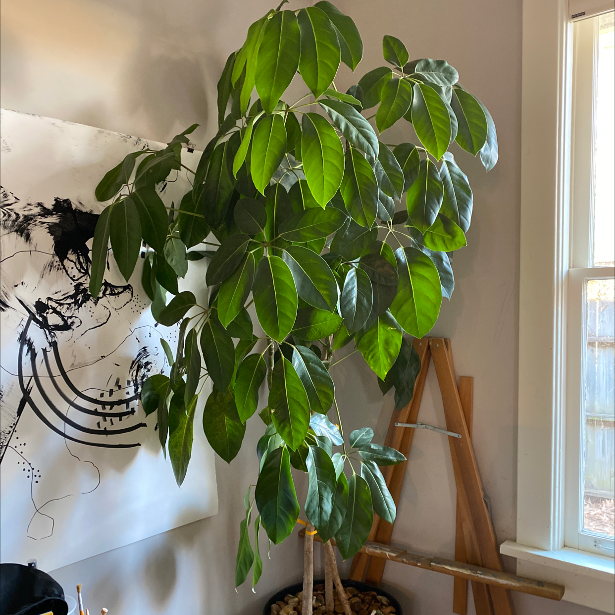 Symbolism And Benefits Of The Umbrella Tree