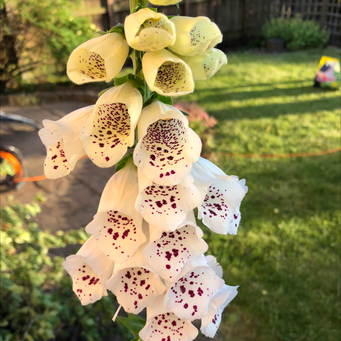 Why Are There Black Spots on My Common Foxglove Leaves?
