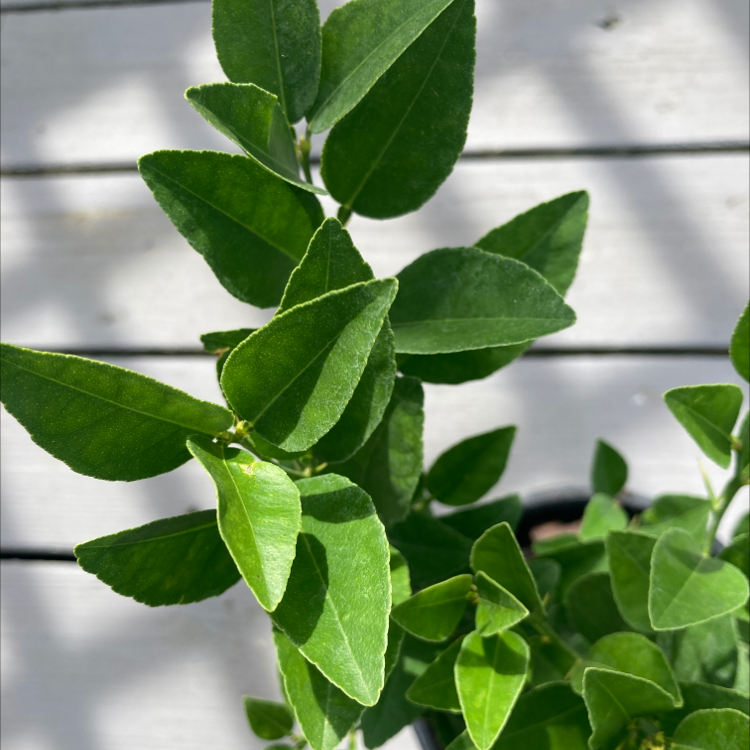 Your Key Lime Tree's Sunlight Needs