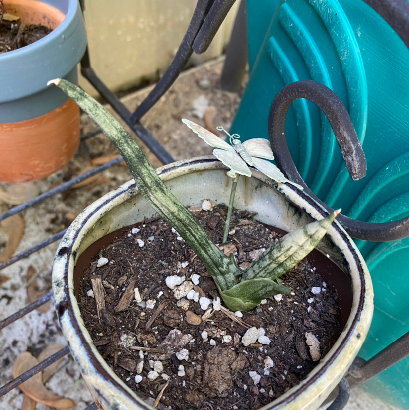🌟 What Do I Do About Starfish Snake Plant Root Rot?