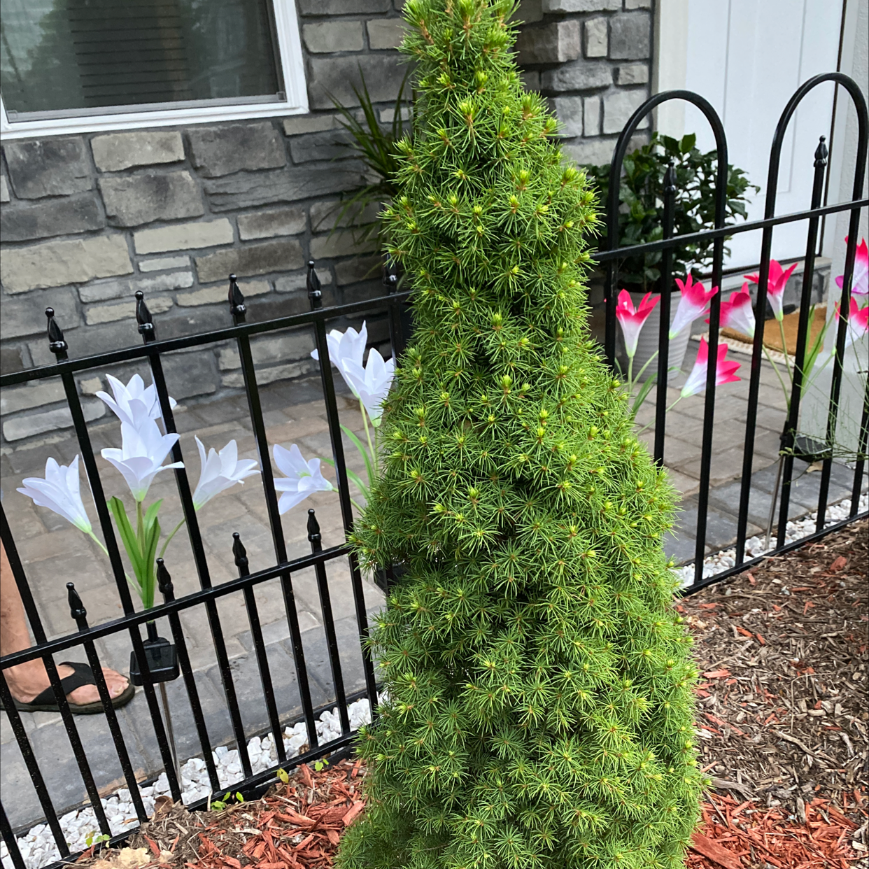 How to Fertilize Your White Spruce