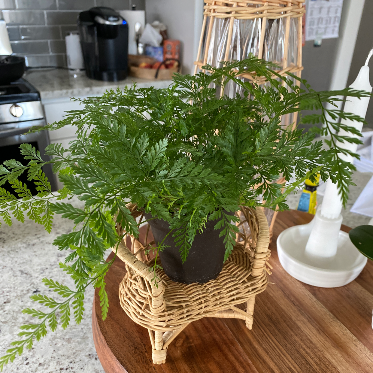 Propagating Your Hen and Chicken Fern: Step-by-Step Guide