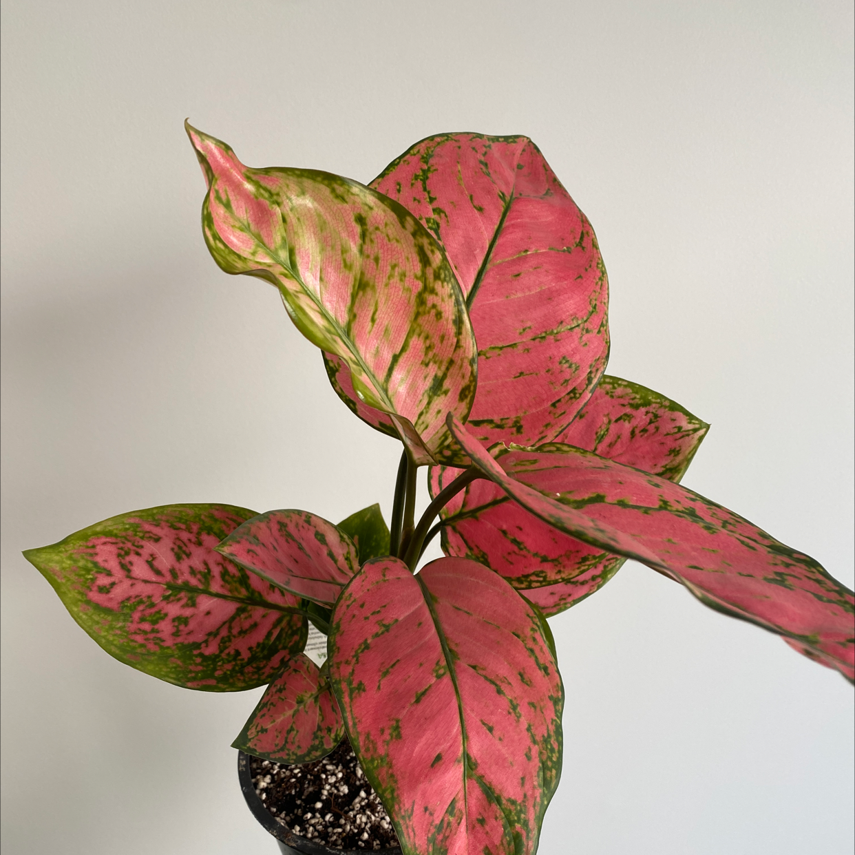 10 Benefits of Having a Aglaonema 'Lady Valentine'